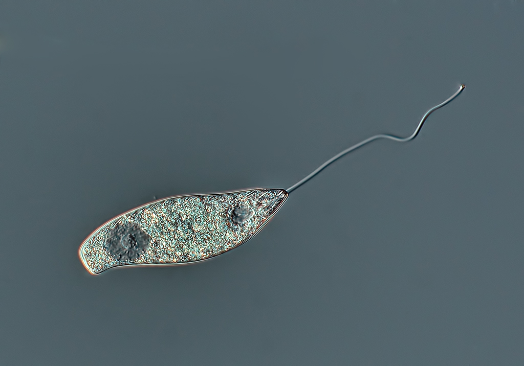 23 Commonly Seen Microorganisms In STP